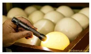 How To Hatch Peacock Egg With An Incubator