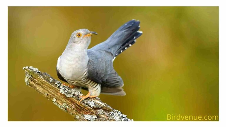 Why Do Cuckoos Lay Their Eggs In Other Nests
