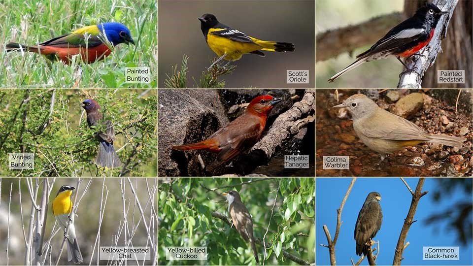 Seasonal Birding Trails For Migratory Bird Watching