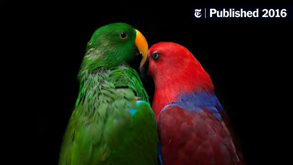Unveiling The World Of Parrot Intelligence And Problem-Solving Abilities Unveiling The World Of Parrot Intelligence And Problem-Solving Abilities