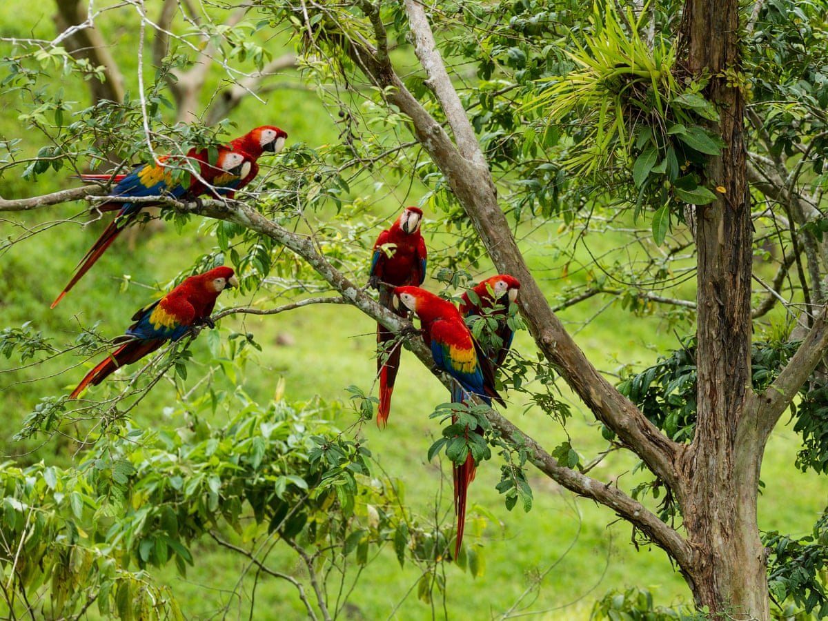 Exploring Different Parrot Species' Natural Habitats And Adaptations In ...