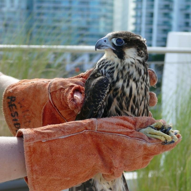 Raptor Rehabilitation And Release Programs For Injured Or Orphaned Birds