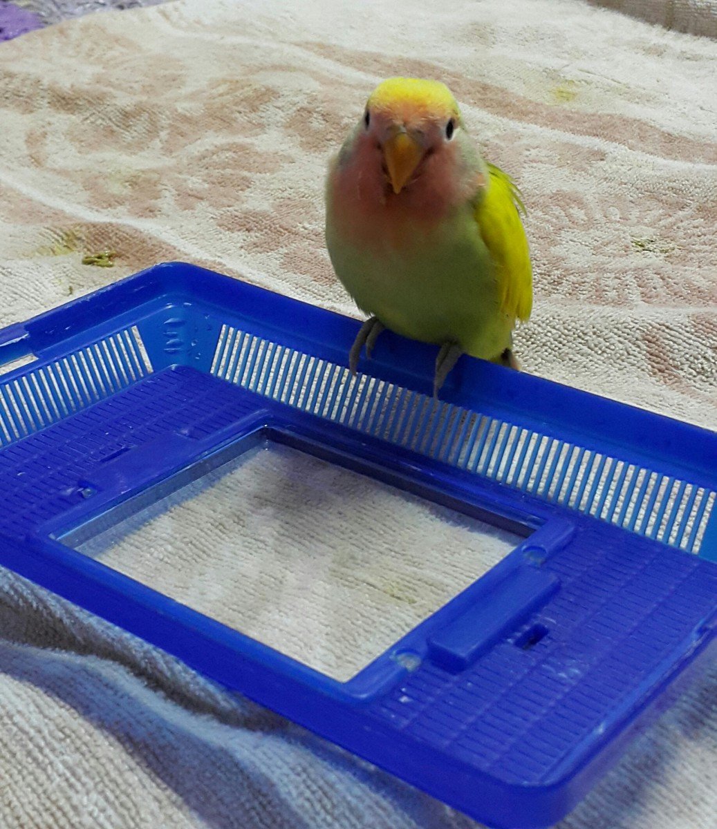 Step-By-Step Instructions For Hand-Raising Baby Parrots As A Breeder