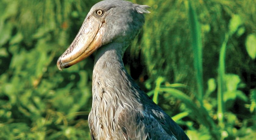 10 Birds That Resemble Pelicans: Beauty At Its Best.